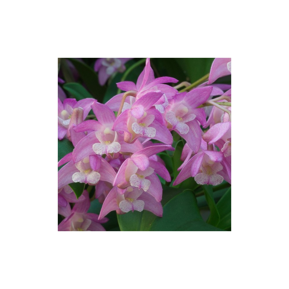 Dendrobium kingianum, orchidée facile et parfumée, vente