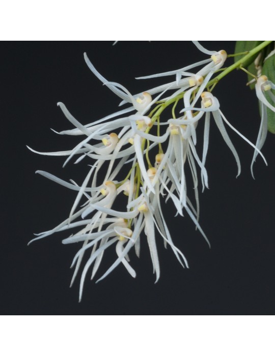 Dendrobium lingiforme orchidée parfumée, vente