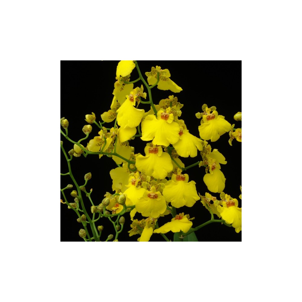 Orchidée Cyrtocidium Gower Ramsey, vente
