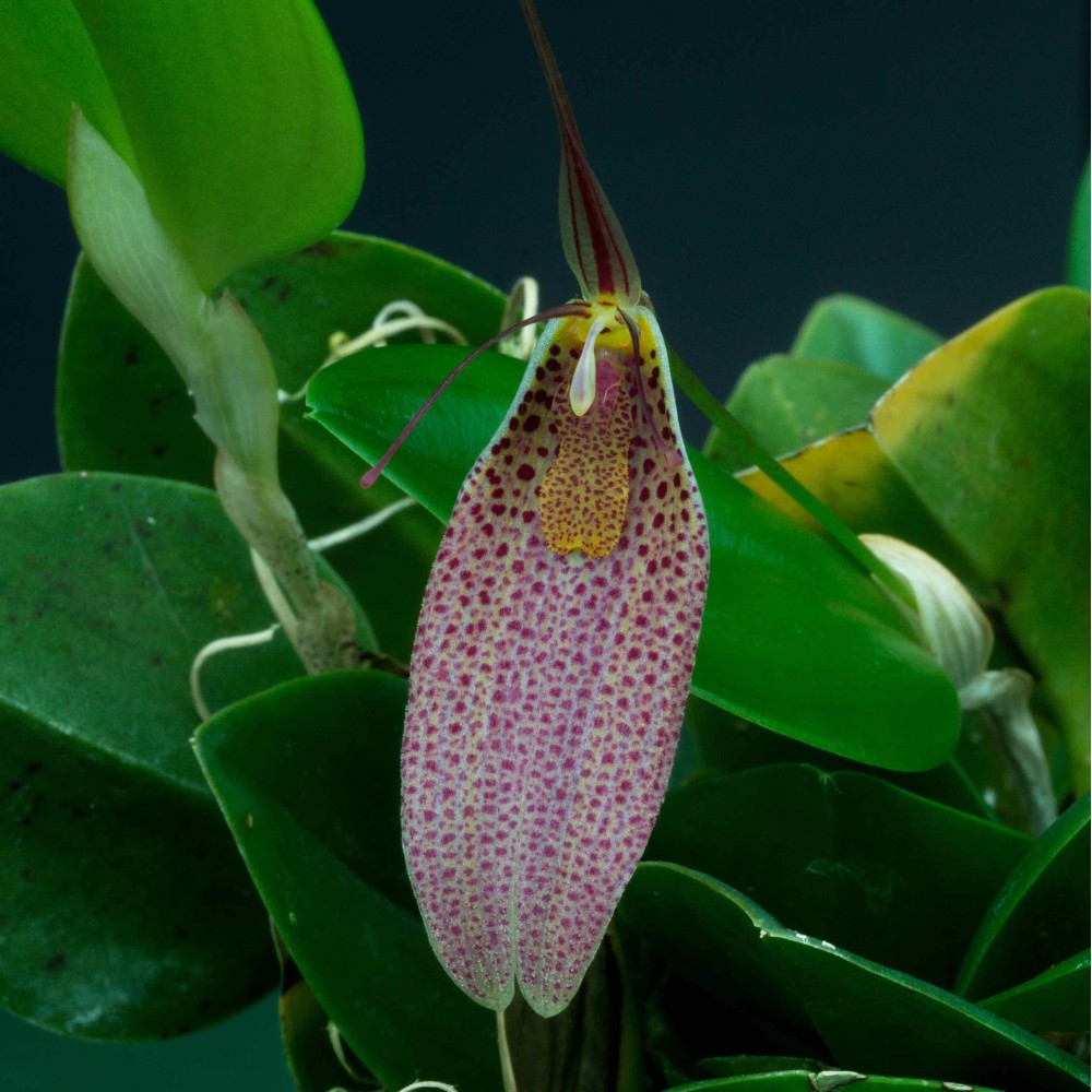Restrepia guttulata orchidée miniature, vente