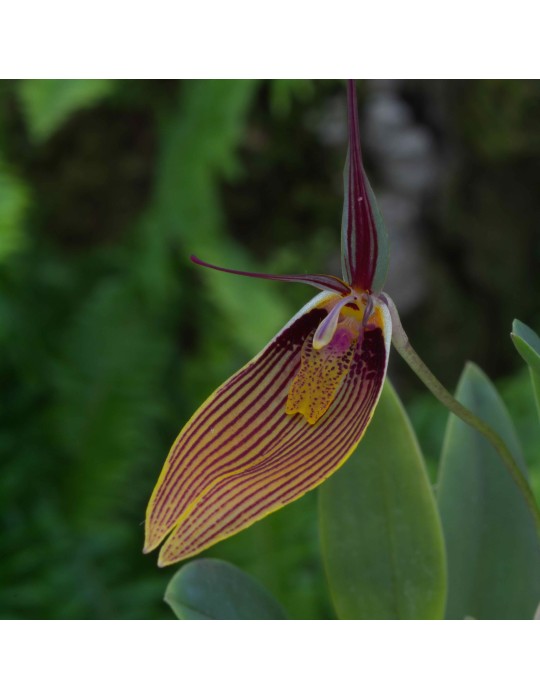 Restrepia antennifera orchidée miniature, vente