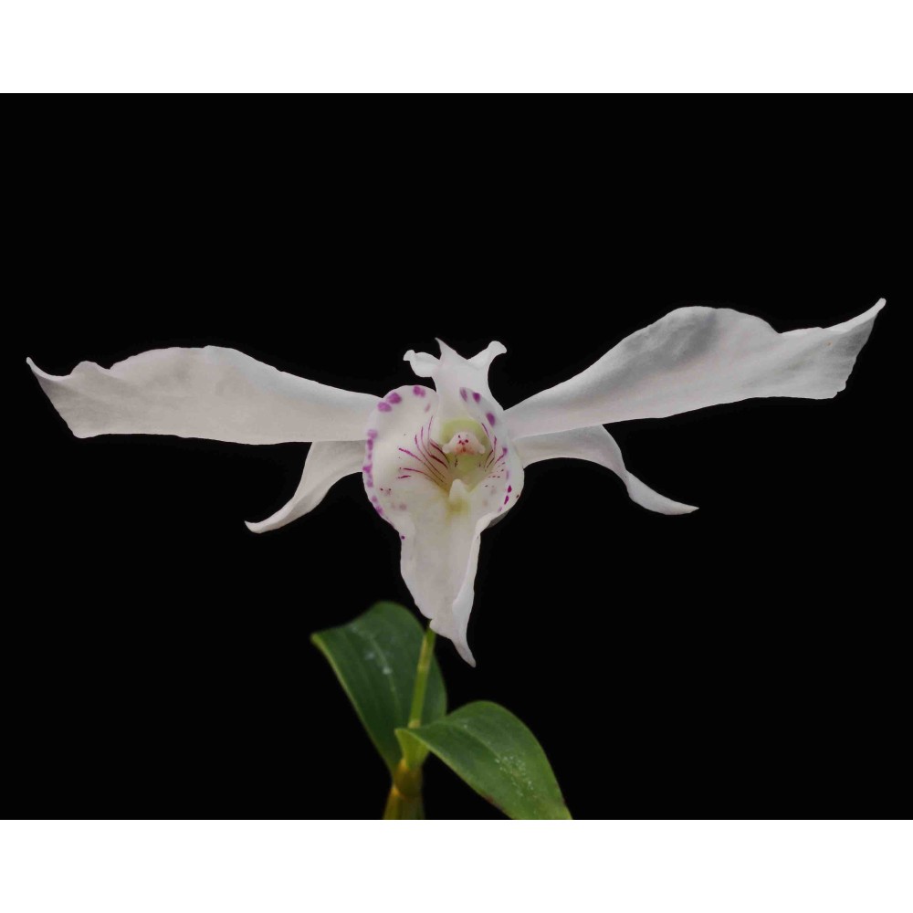 Dendrobium rhodostictum orchidée, vente